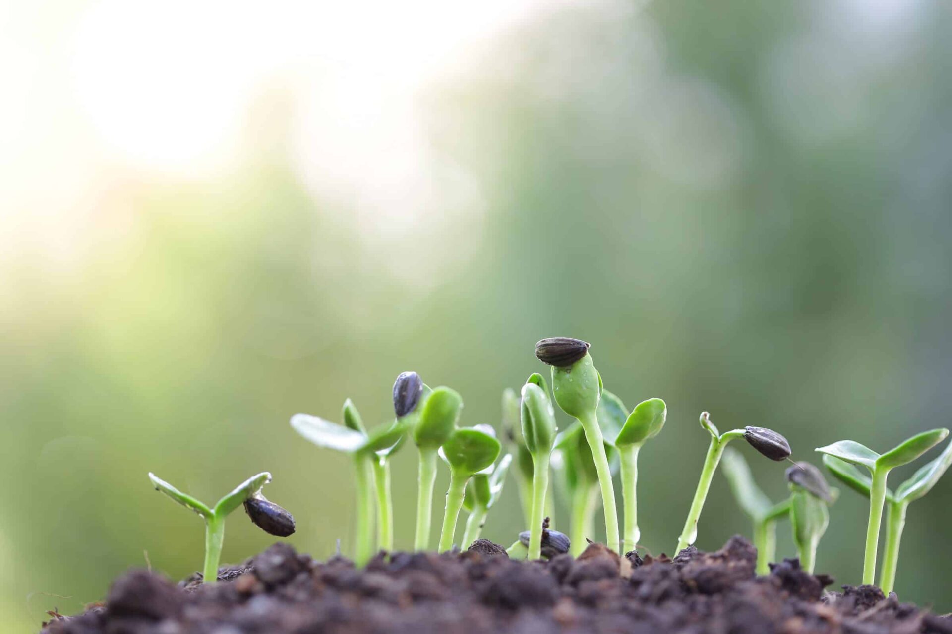 Life and the Spiritual Growth - Catholic News